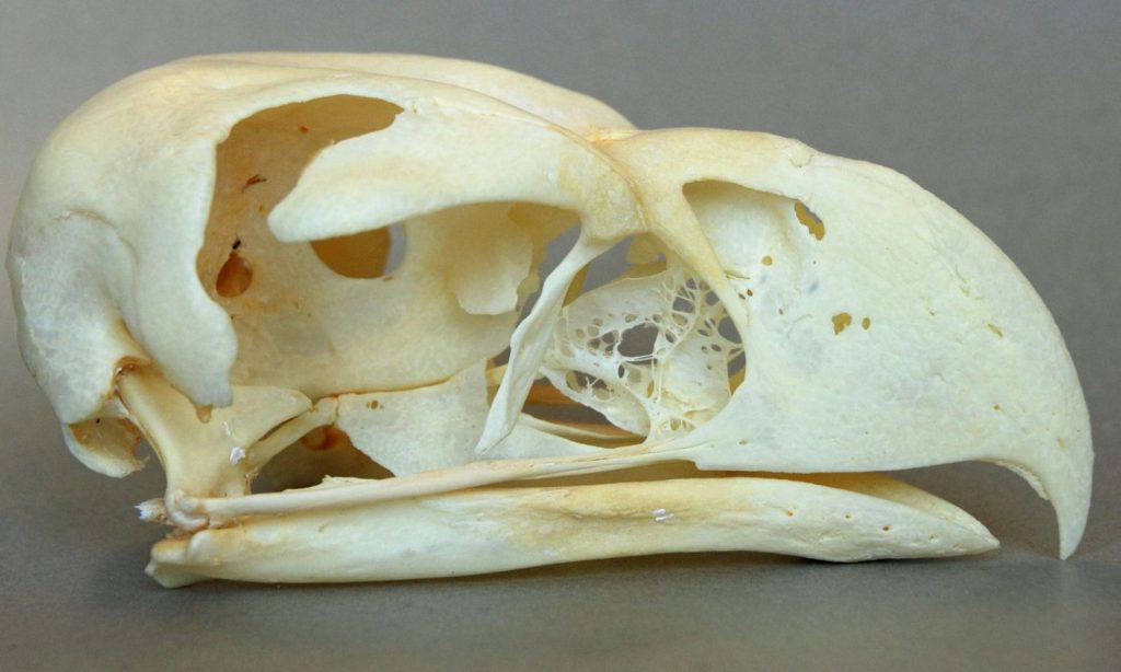 3D Models – skullsite