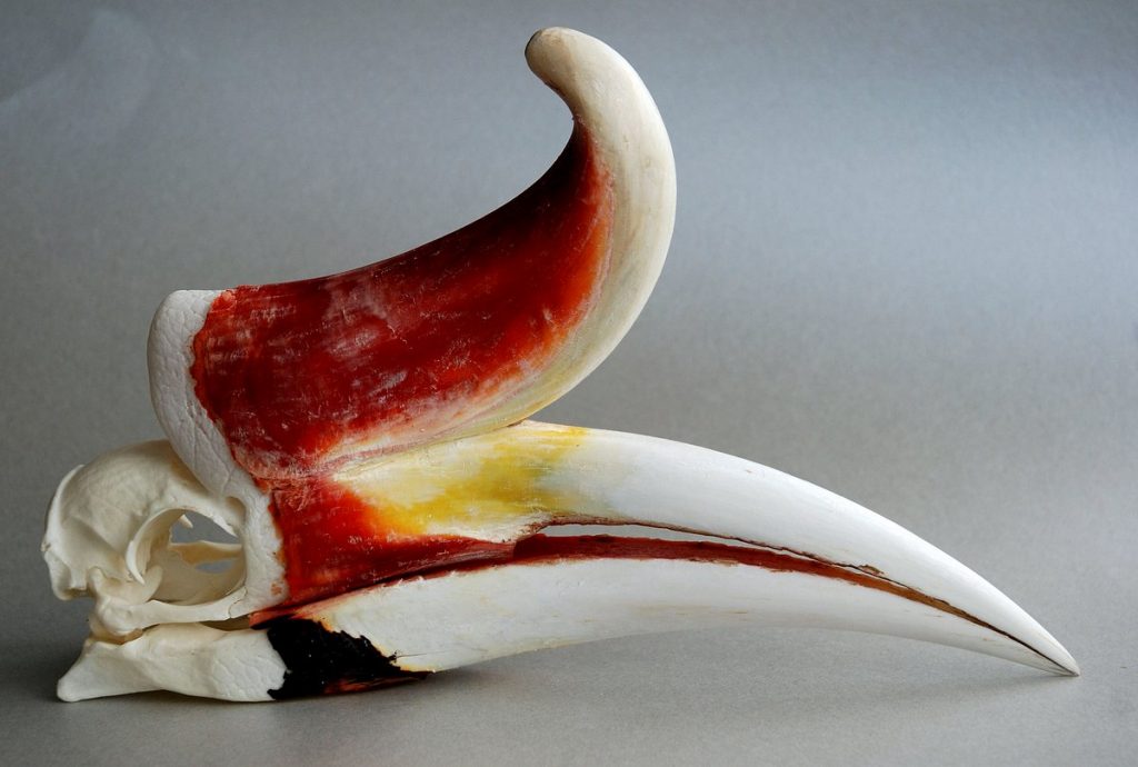 Skull cleaning tutorial – skullsite